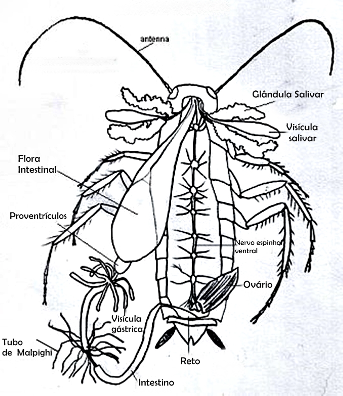 INSECTA : Inseto do dia: Barata. (by: Mister X A.)