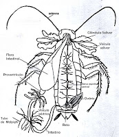 INSECTA : Inseto do dia: Barata. (by: Mister X A.)