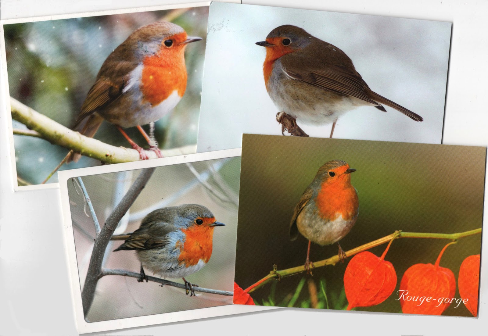 robins | Aves, Belleza