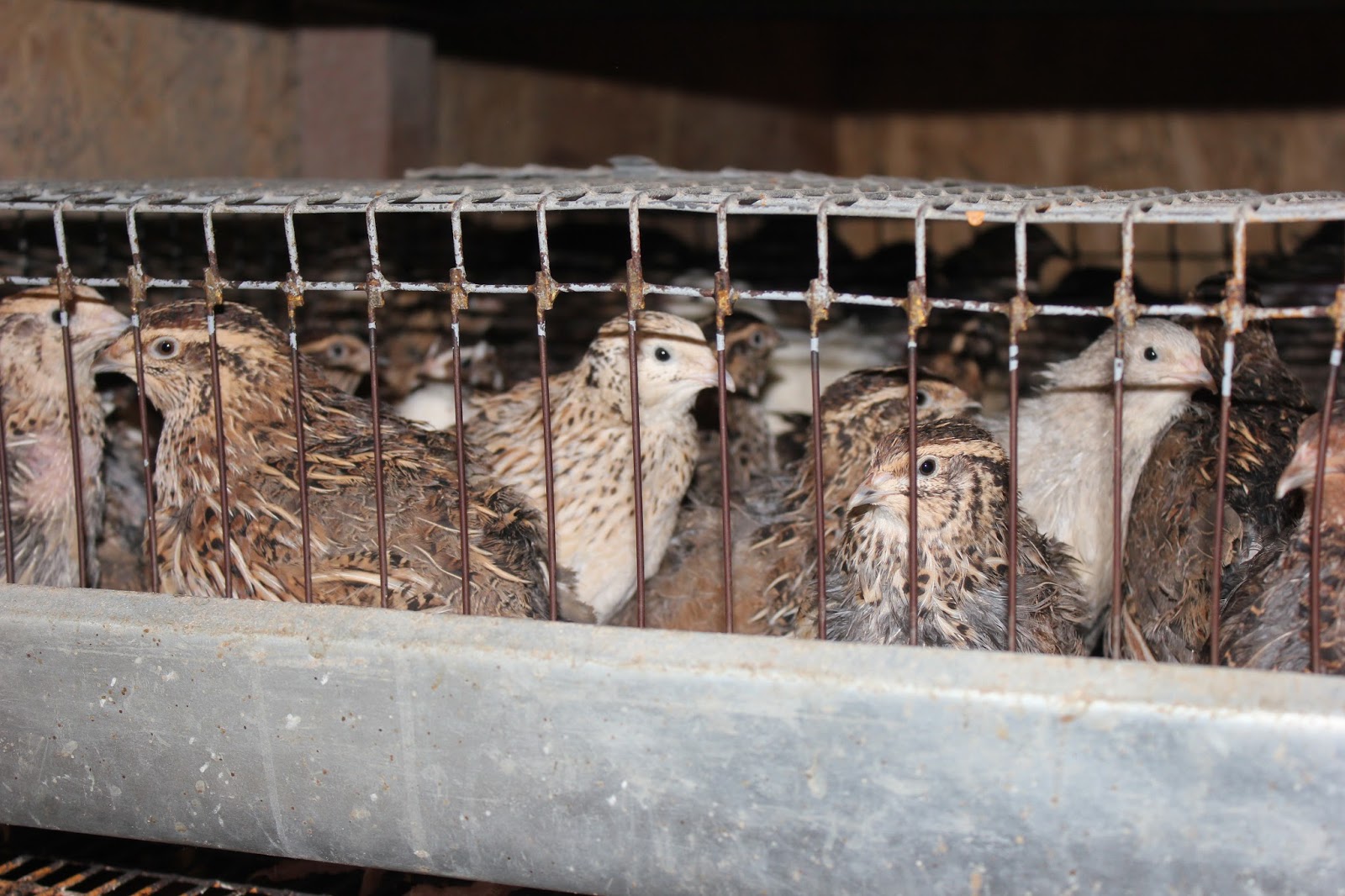 Z/S Flaveri: Paipalas