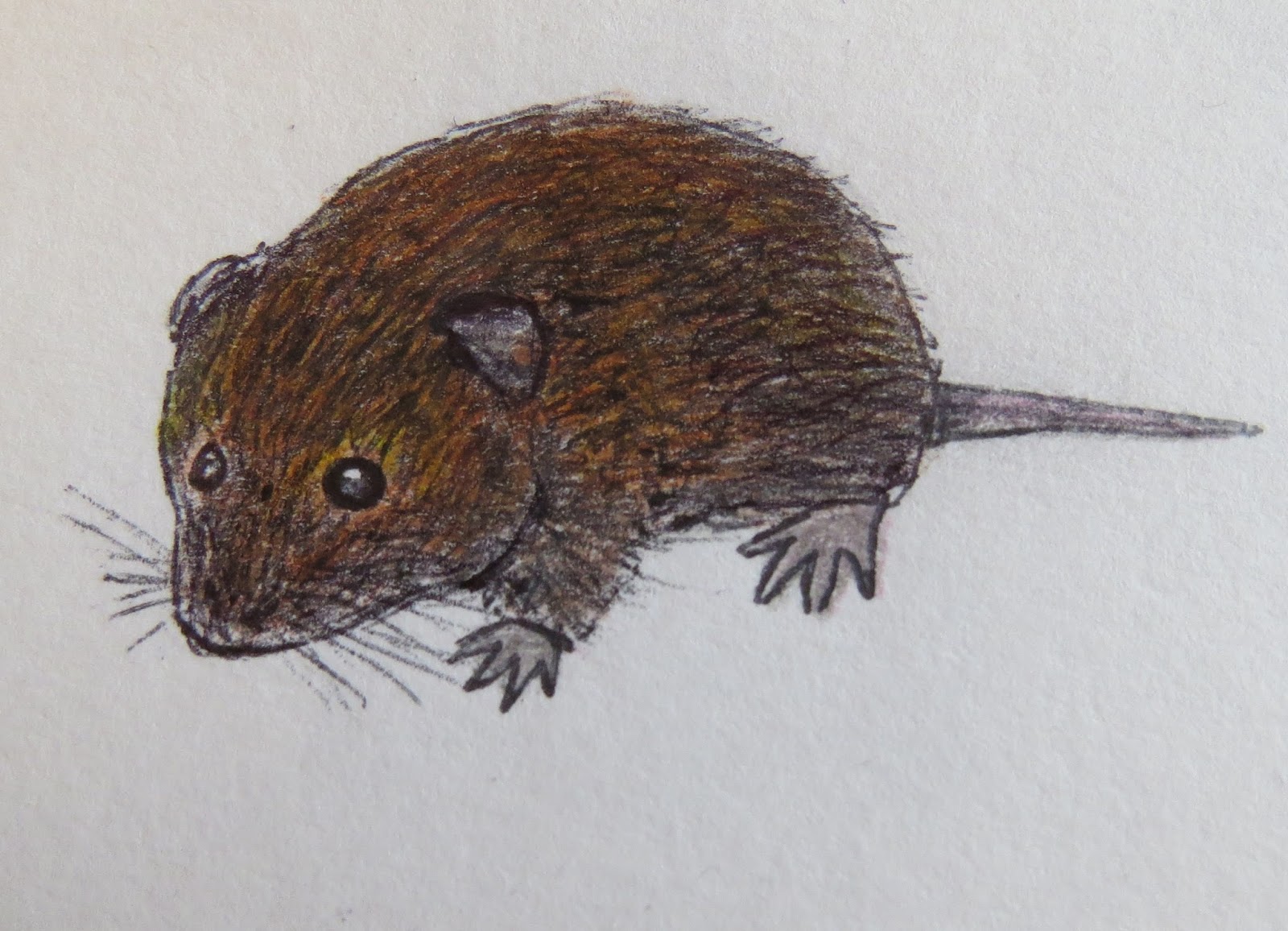 How To Draw A Vole