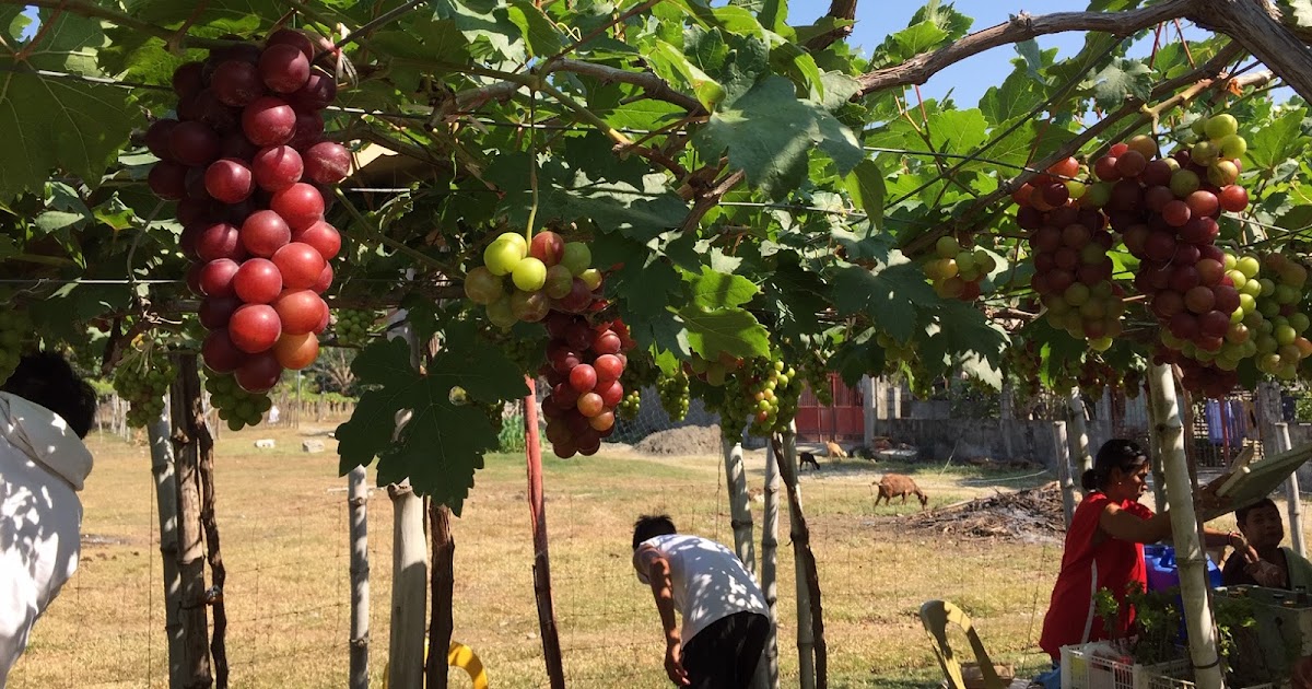 Grape picking in Bauang, La Union