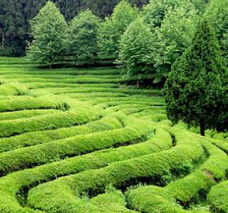 Organic Matcha Green Tea Powder: Are All Matcha Teas The Same?