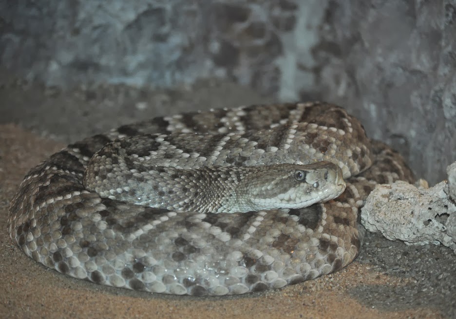 ZOOTOGRAFIANDO (6.096 ANIMALS): CASCABEL DEL PACÍFICO (Crotalus basiliscus)