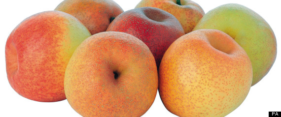 WHAT IS A 'PAPPLE' ? |The Garden of Eaden