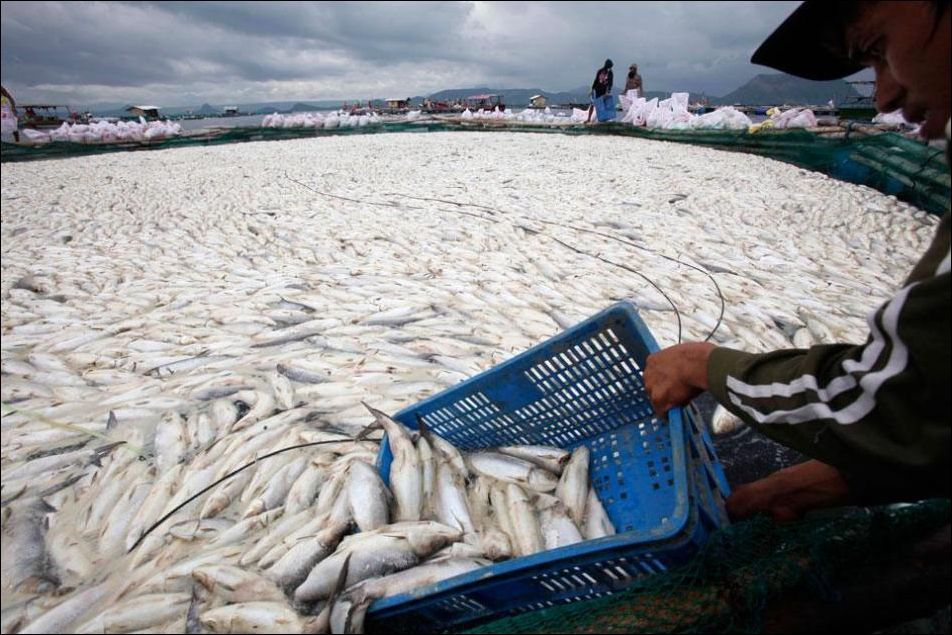 Top World News: Mass death of fish in the Philippines