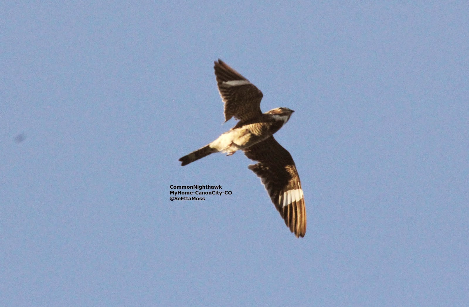 Flock of Common Nighthawks feeding overhead during their migration