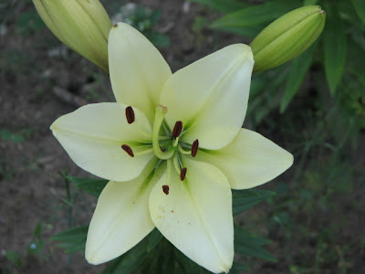 Meie aed: Roosid, kressid, liilia