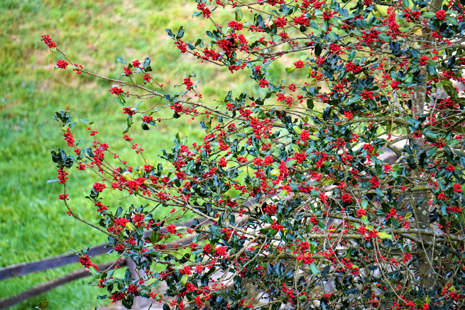 El Jardín de la Barrosa: Acebos en Navidad