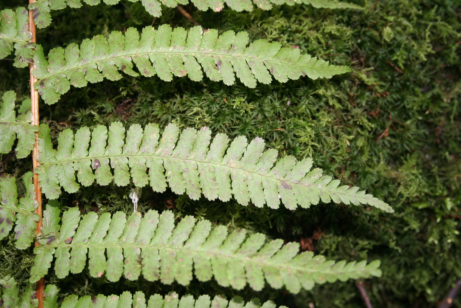 Filnore Woods Blog: Fern learning: Lesson 2