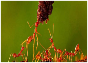 Pengertian Relung Ekologi | Pengertian ILMU