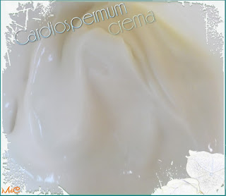 Medichesse di Clo: 2018