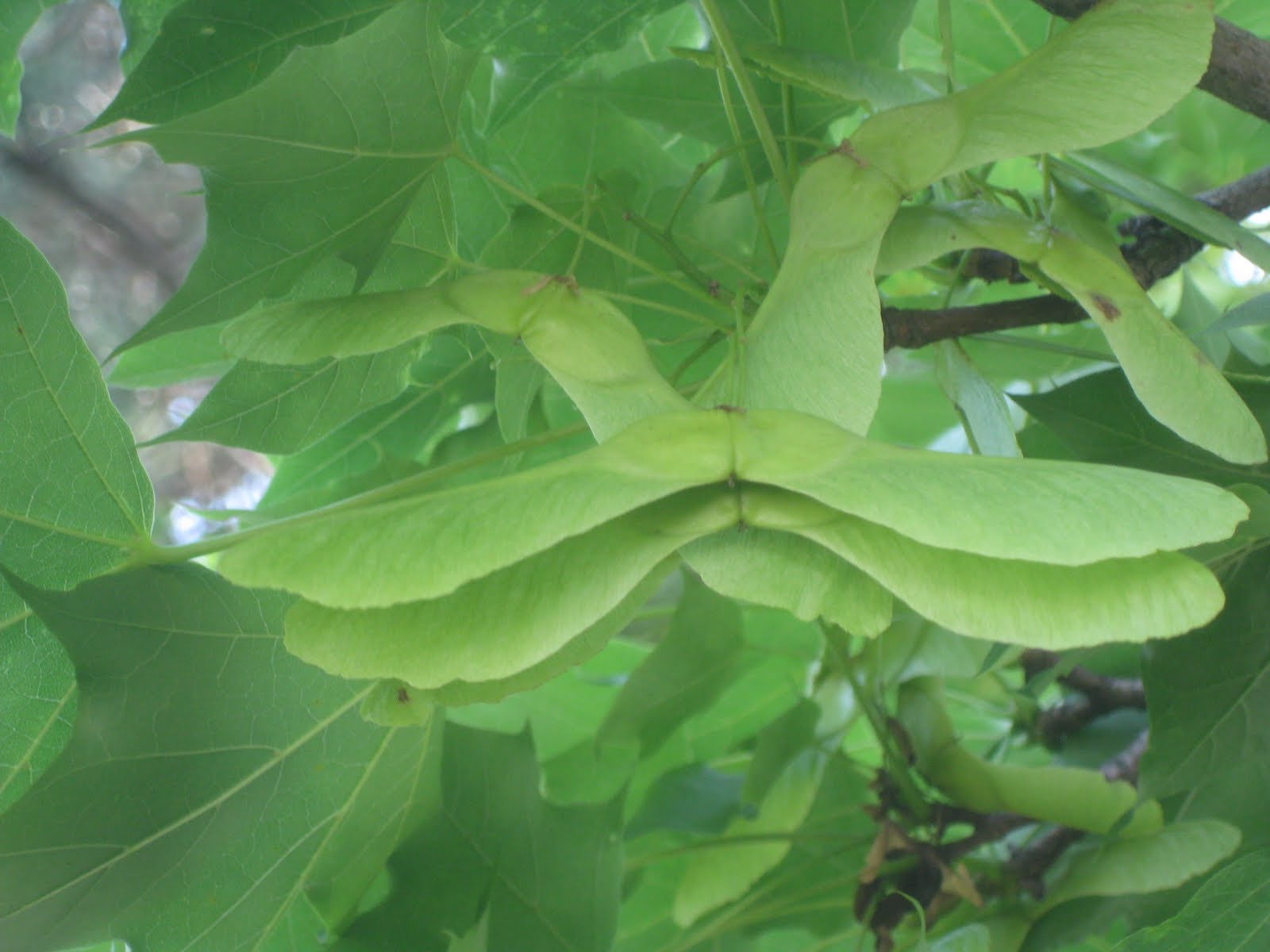 Trees: Angles of maple samaras