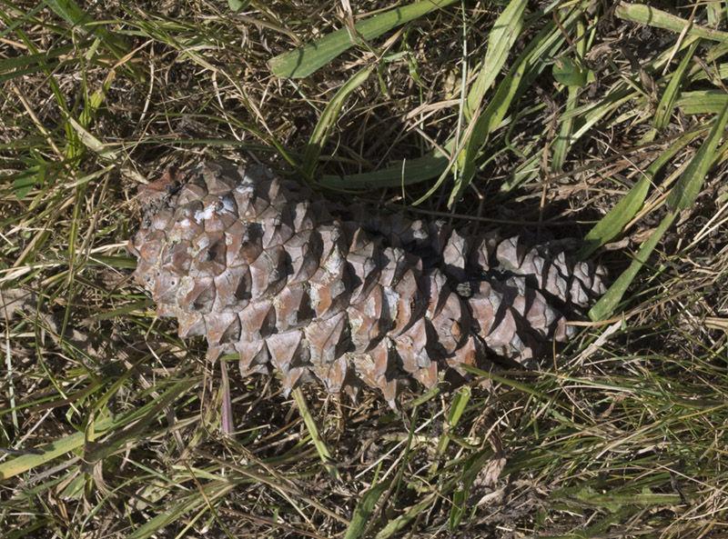 Paseos por la naturaleza: Pinus pinaster Pino marítimo Pino resinero
