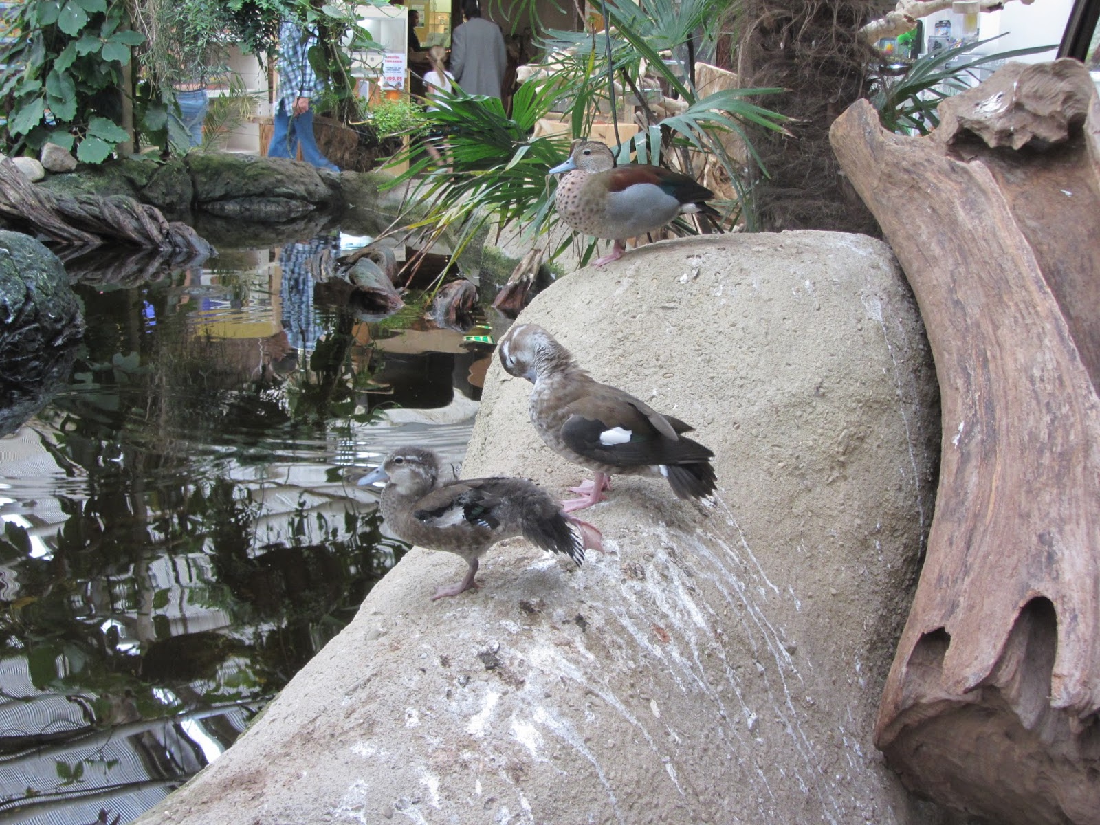 De Cultuurbarbaar: Vogelkelder en andere dieren...