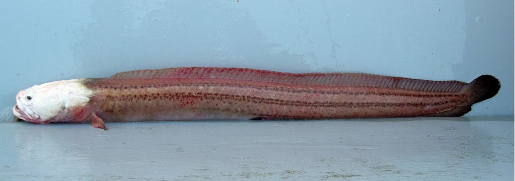 Fish Index: Dwarf Wrymouth (Cryptacanthodes aleutensis)