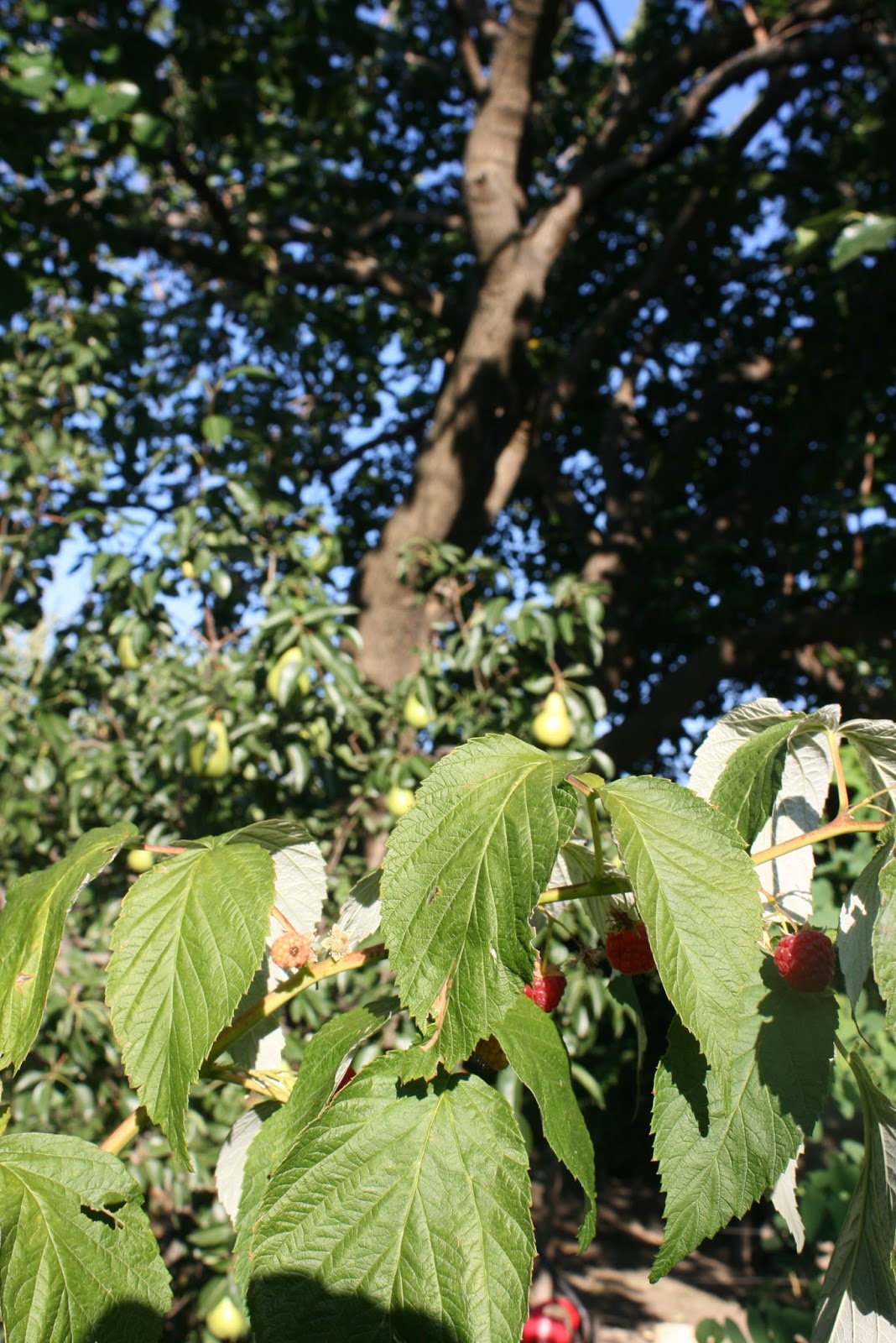 Balkan Ecology Project : Mo' Mulberry - The Essential Guide to probably ...