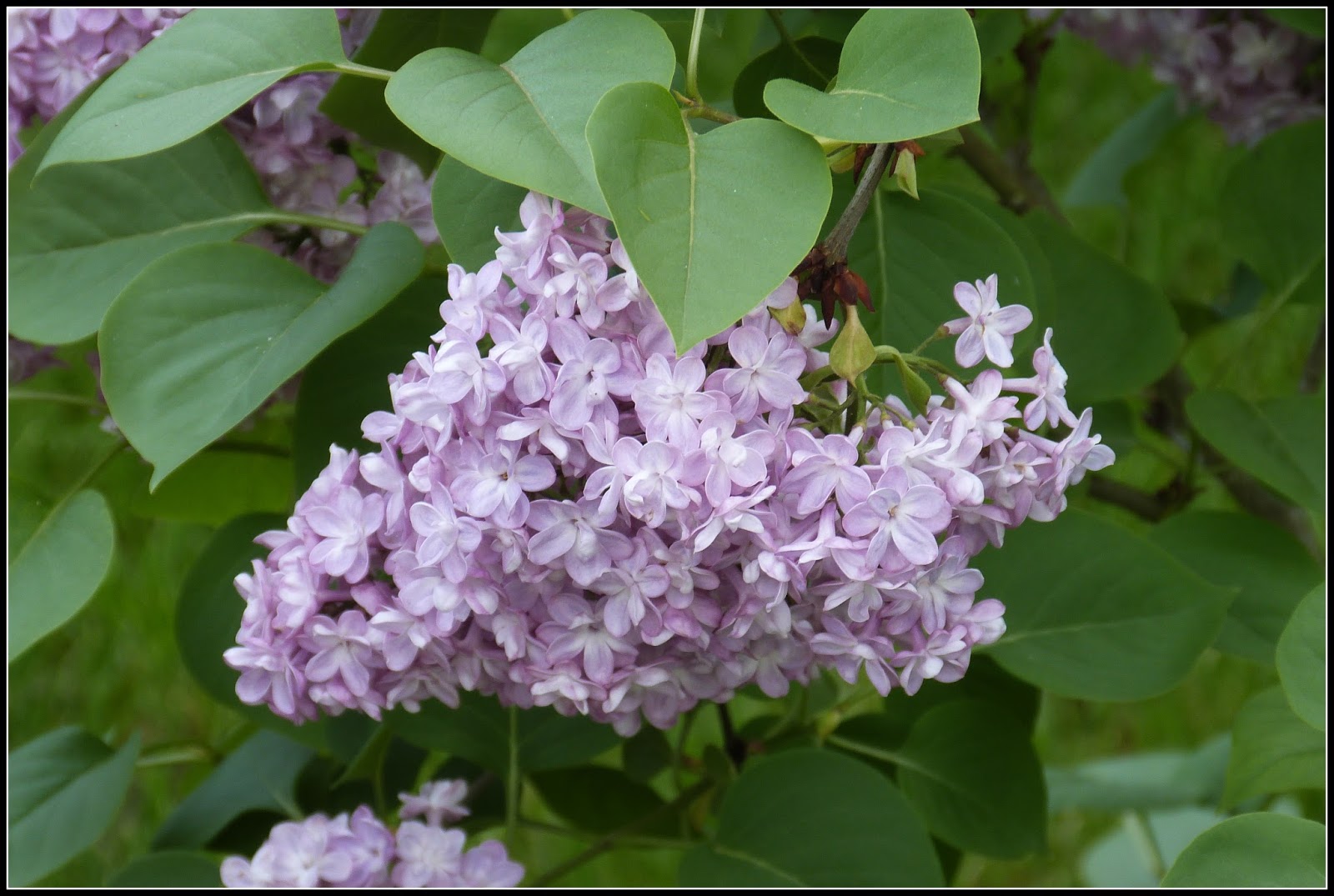 Un jardin, des fleurs: J'adore les lilas