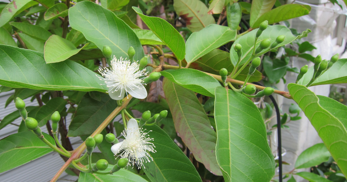 gt_2の熱帯果樹＆小果樹栽培記: Psidium sp.が開花