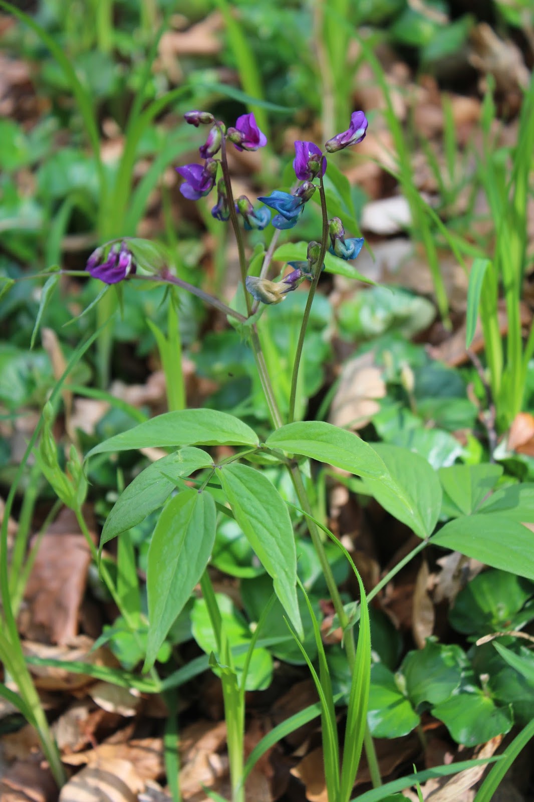 Tour de Plant: A Mecsekben #10 Tavaszi lednek