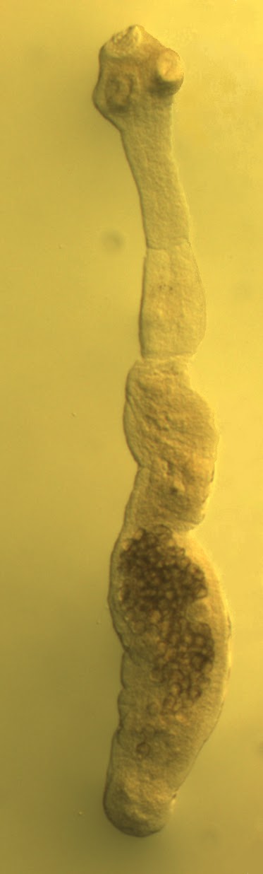 Parasitoloogia Eestis: May 2012