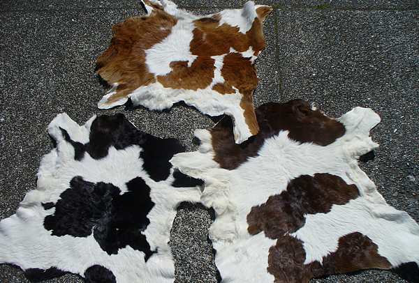 El curado de pieles - Costura y artesanías