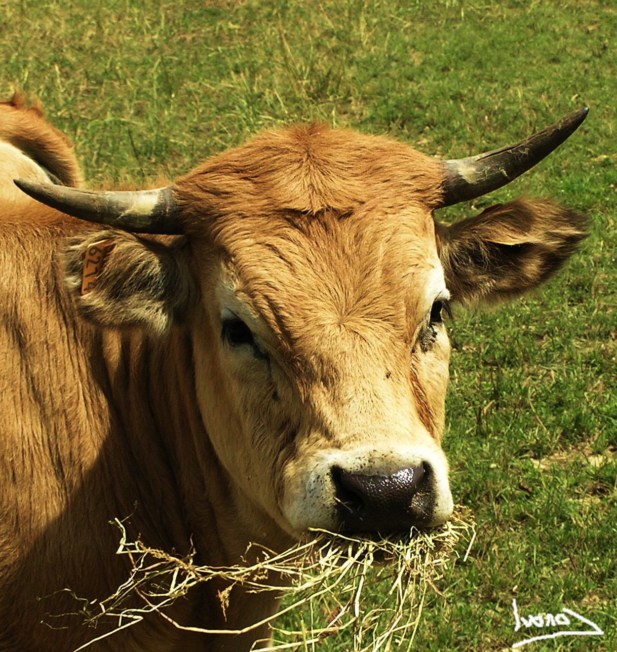 IVANO GHIRARDINI 2: Qui sait, nous sommes peut être tous comme des ...