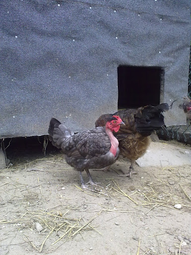 Amatorska hodowla drobiu ozdobnego: Rasy