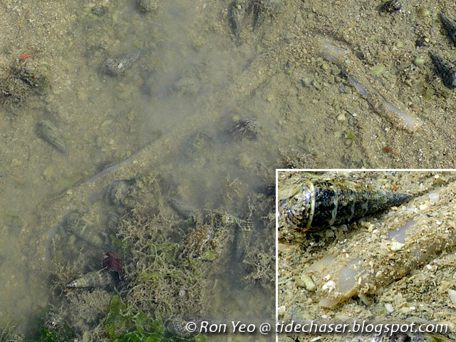 tHE tiDE cHAsER: Ribbon Worms (Phylum Nemertea) of Singapore