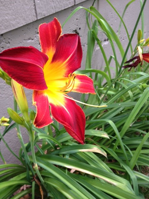 Kansas Weekend Gardeners: 2012