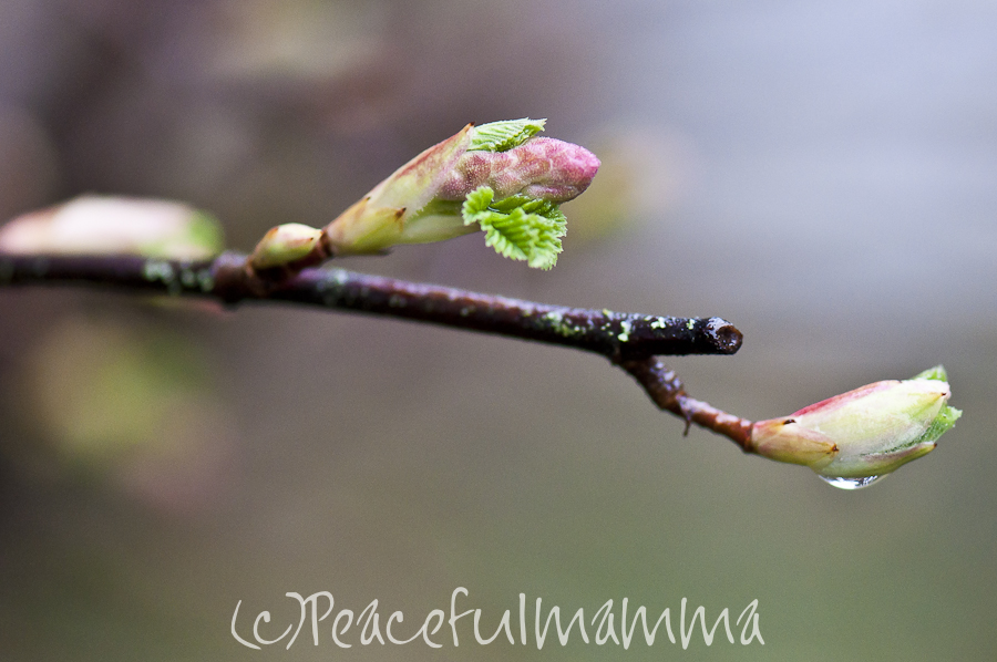 Peaceful Mamma: Yearning for Spring