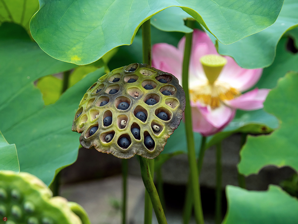 FROM THE GARDEN OF ZEN: Lotus seeds: Kaizo-ji