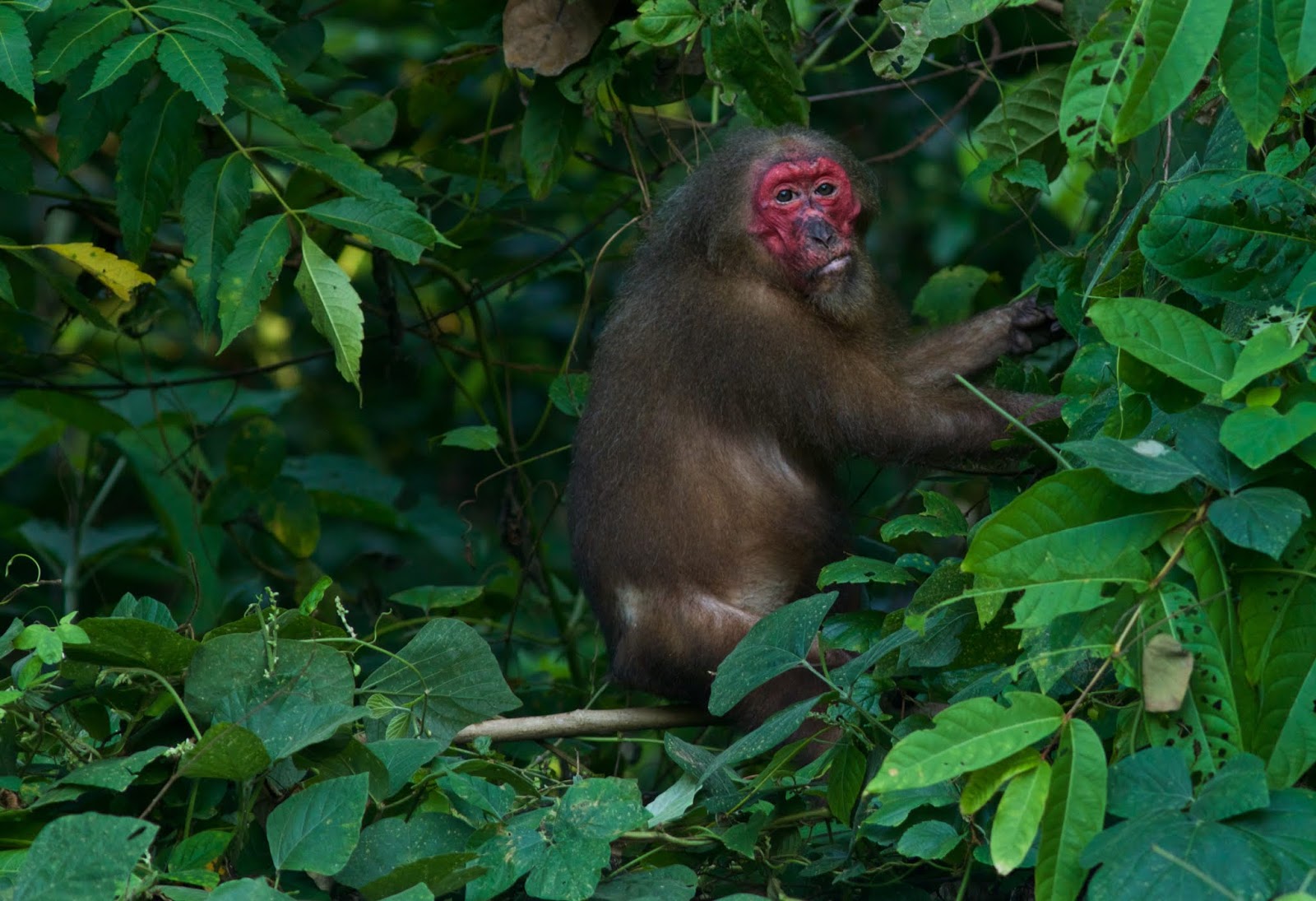 RED Door To Hunt: Beruk Kentoi~Macaca arctoides~Stump tailed Macaque