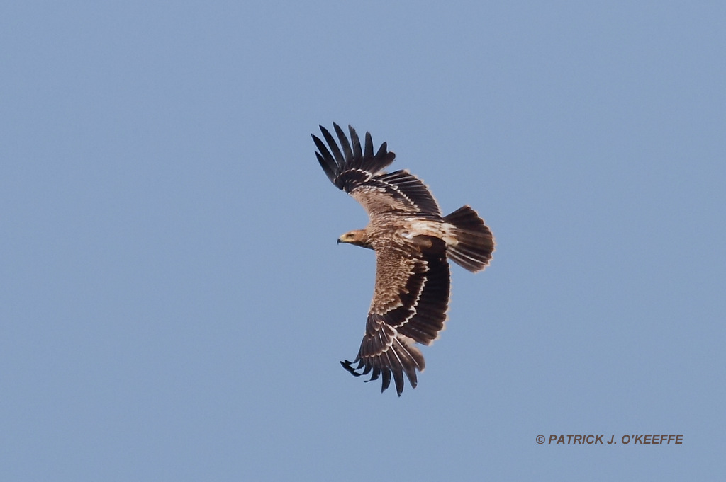 Eastern Imperial Eagle Flying
