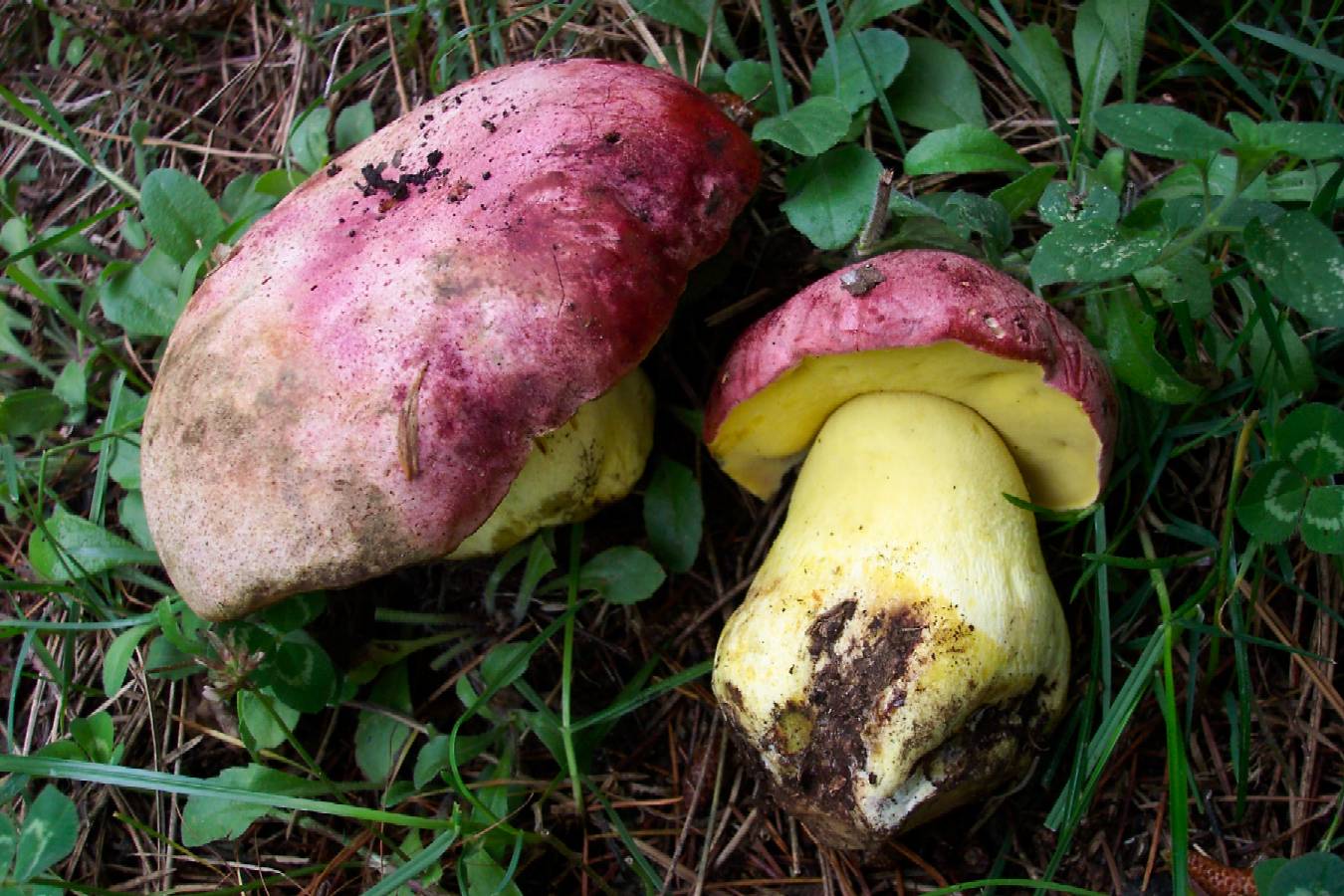 El Valle de Sabero: Boletus de verano