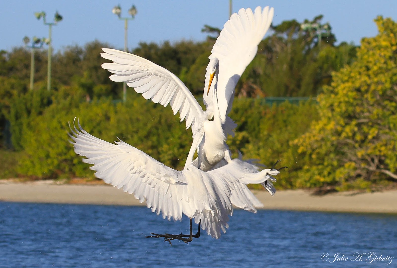 Birding Is Fun!: Flurry of Feathers
