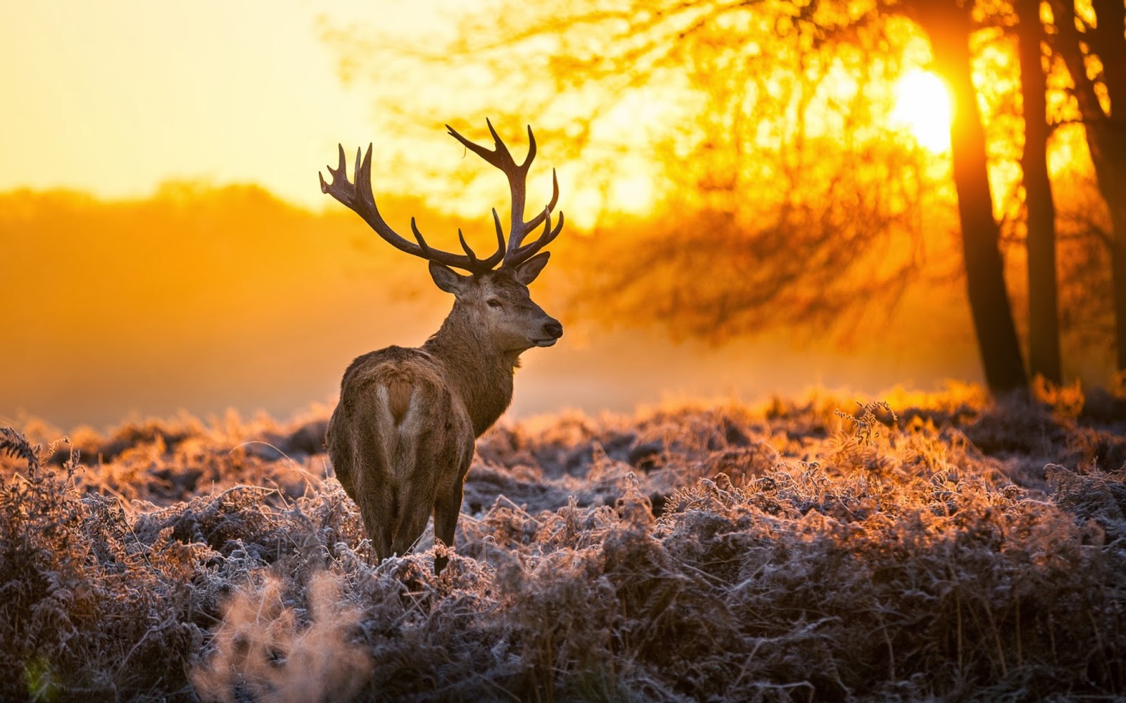Wildlife Photos: Deer at Sunset