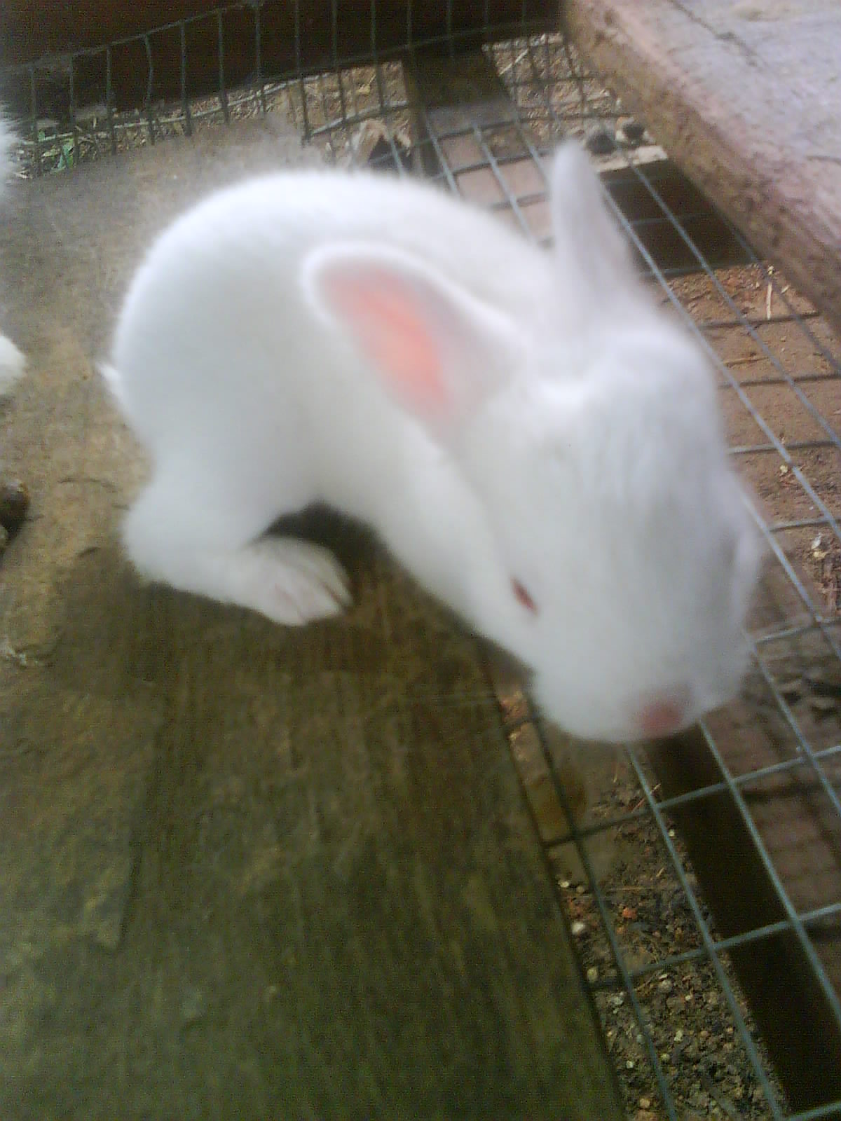 Bamboo Bunnies Rabbitry