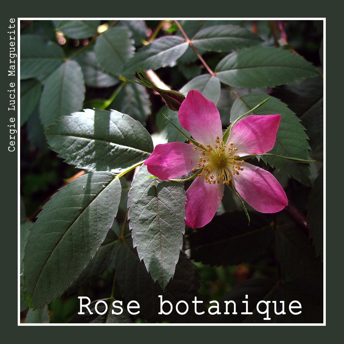 jardin de marguerite: La rose botanique....