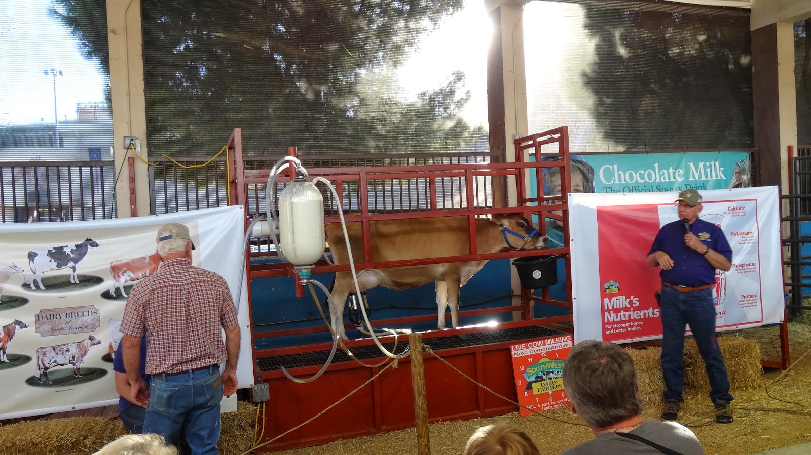 State Fair of Texas 2013: Milking Demonstration at the Texas State Fair ...