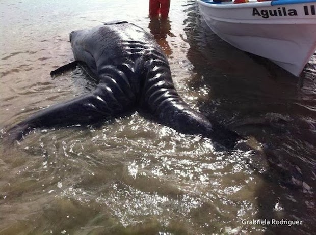 White Wolf : Conjoined gray whale calves discovered in Baja California ...
