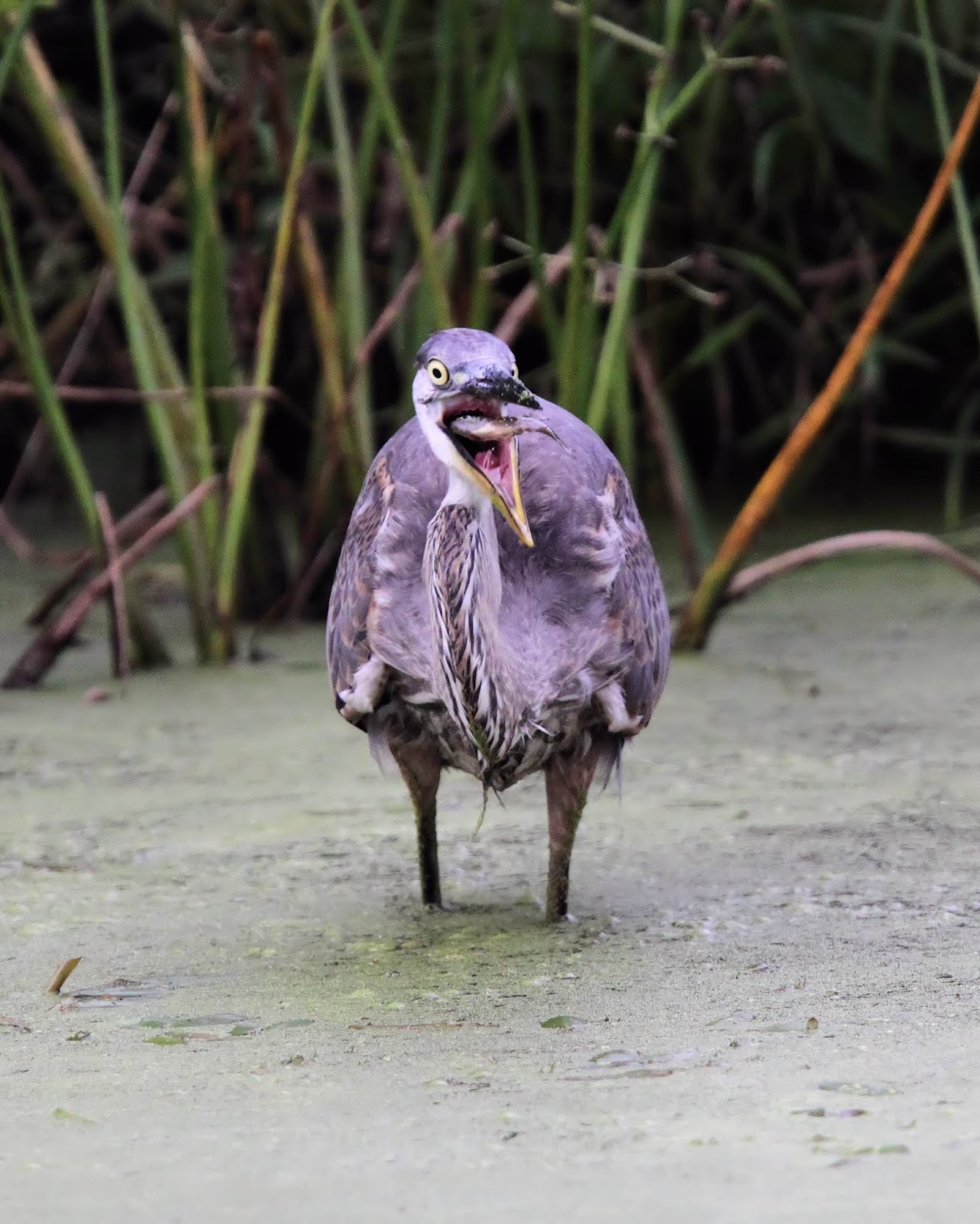 Birds from Behind : On the prowl...