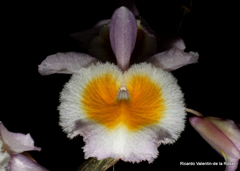 Ricardo's Blog, : Dendrobium polyanthum aka Dendrobium primulinum var ...