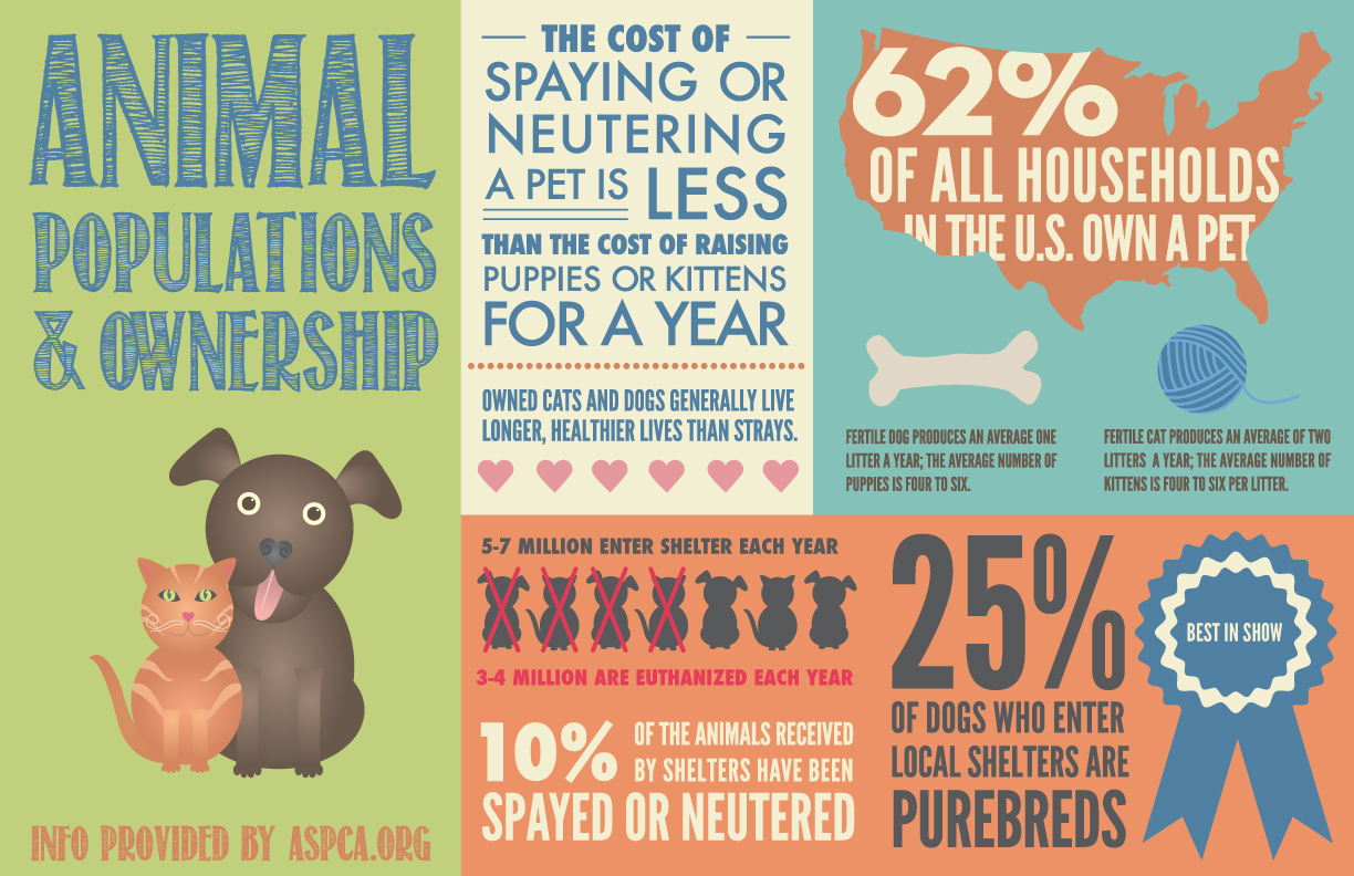 Angela Babcock Graphic Design: Animal Infographic