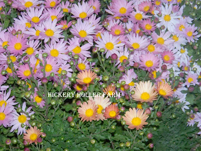 Hickery Holler Farm: A Rainbow of Mums