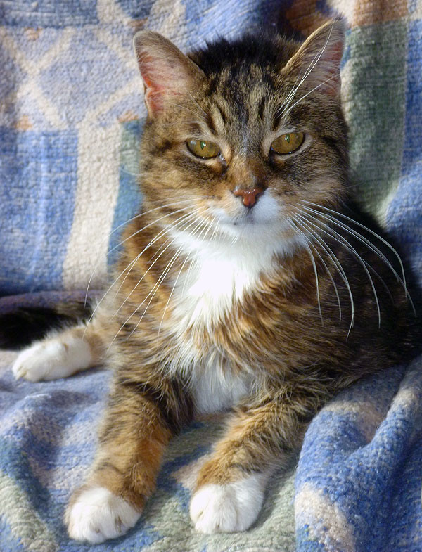 Wandering Spirits Kennels: Just a plain brown tabby
