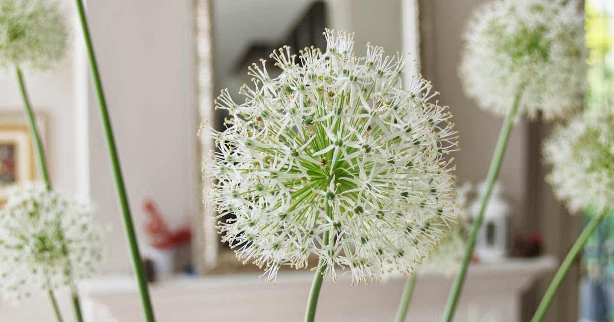 L'eleganza di un fiore. - At home