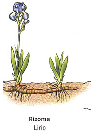 APRENDIZAJE AGROPECUARIA 2016-2017 : Rizomas