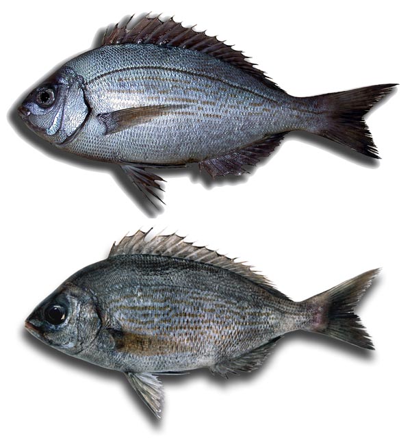 ANIMAIS DA RIA FORMOSA: Peixes 1