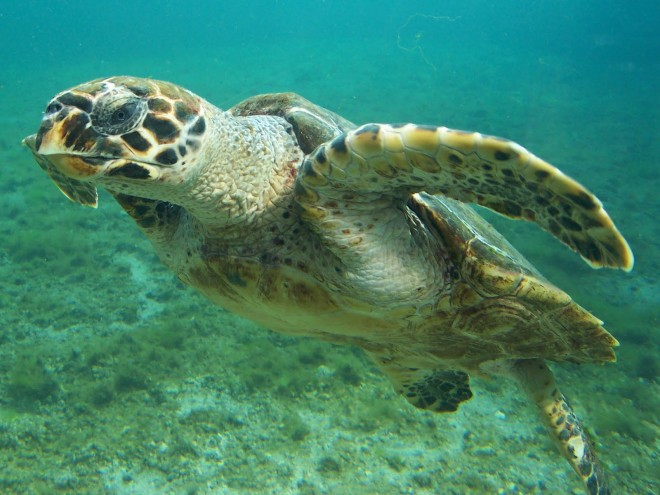 Saveanimalsworld: Tortuga Baula